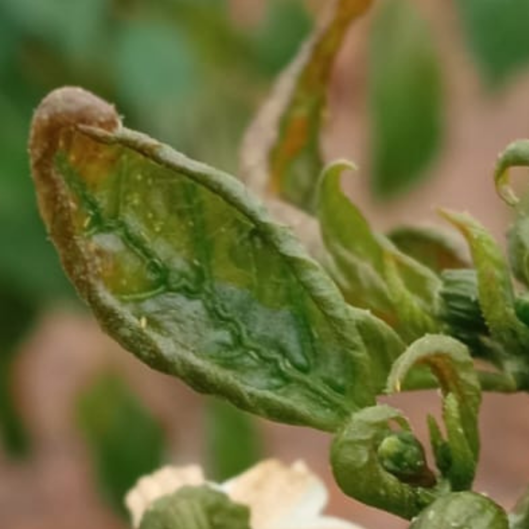 Trips Identificaci n Y Da os Agrotrapiche trips-identificaci-n-y-da-os-agrotrapiche