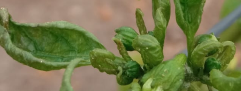 Trips: identificación y daños - Agrotrapiche